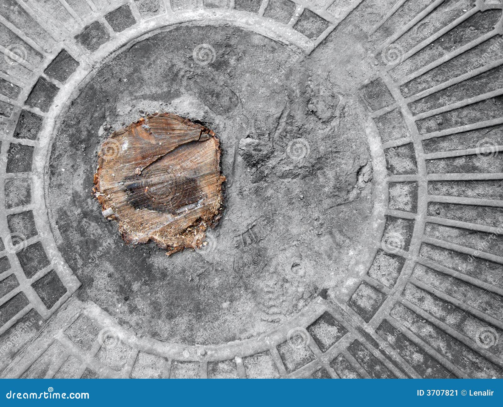 Tree stub stock image. Image of pavement, wood, poplar - 3707821