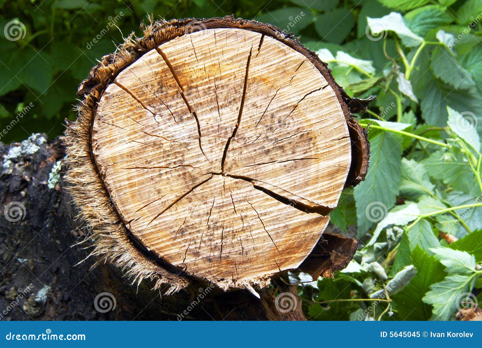 Tree stub stock image. Image of crack, insert, adversity - 5645045