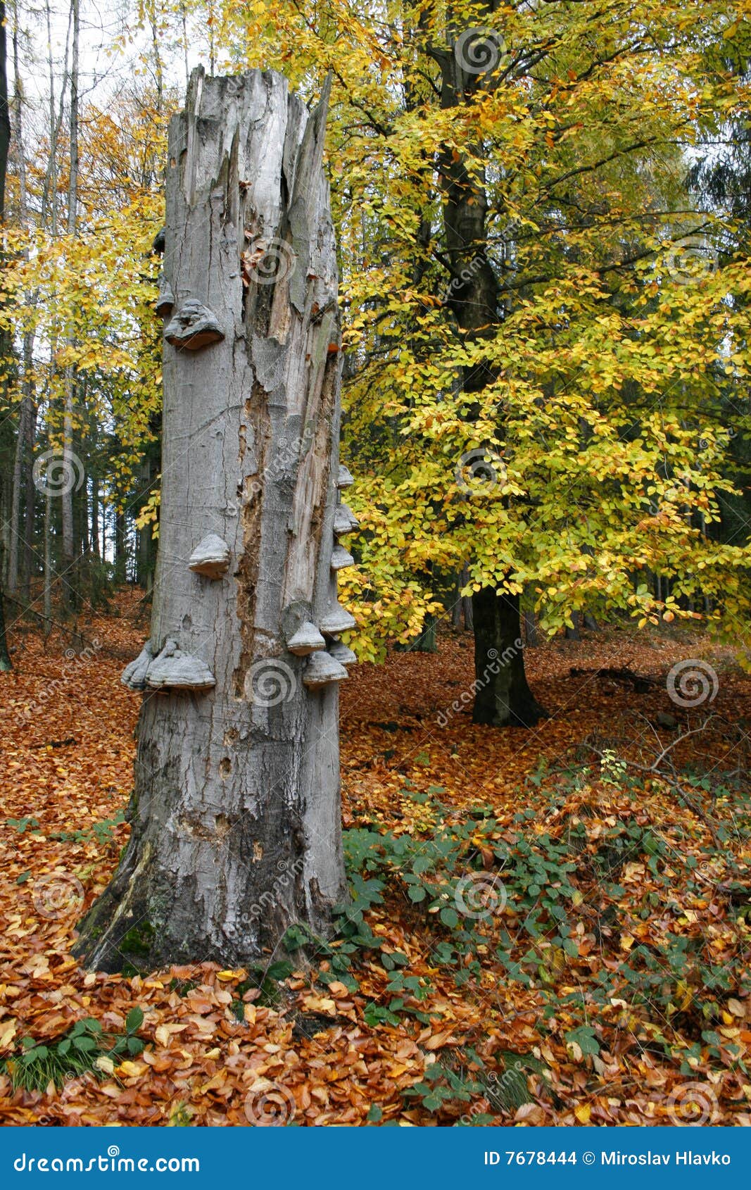 Tree stub stock photo. Image of natural, tree, polyporus - 7678444