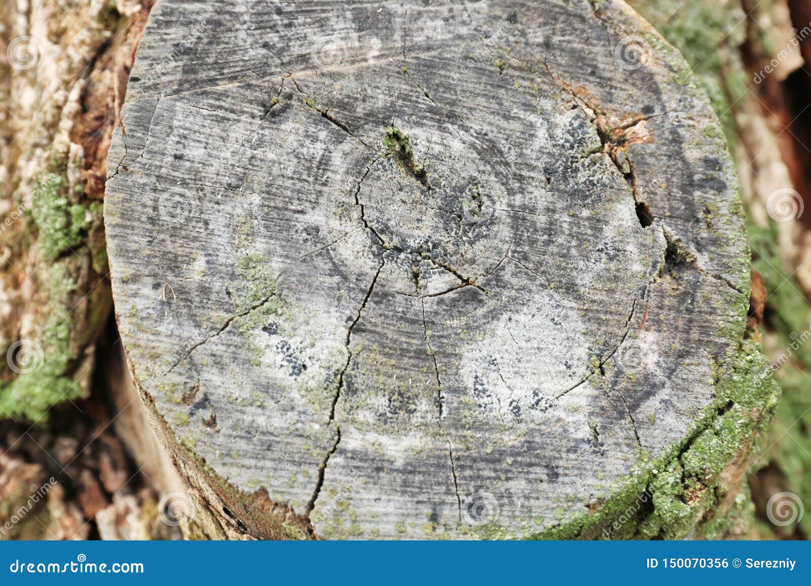 Tree stub, closeup stock photo. Image of nature, grungy - 150070356