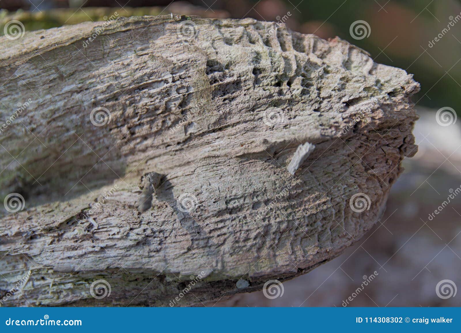 Tree stub stock photo. Image of natural, tree, unique - 114308302