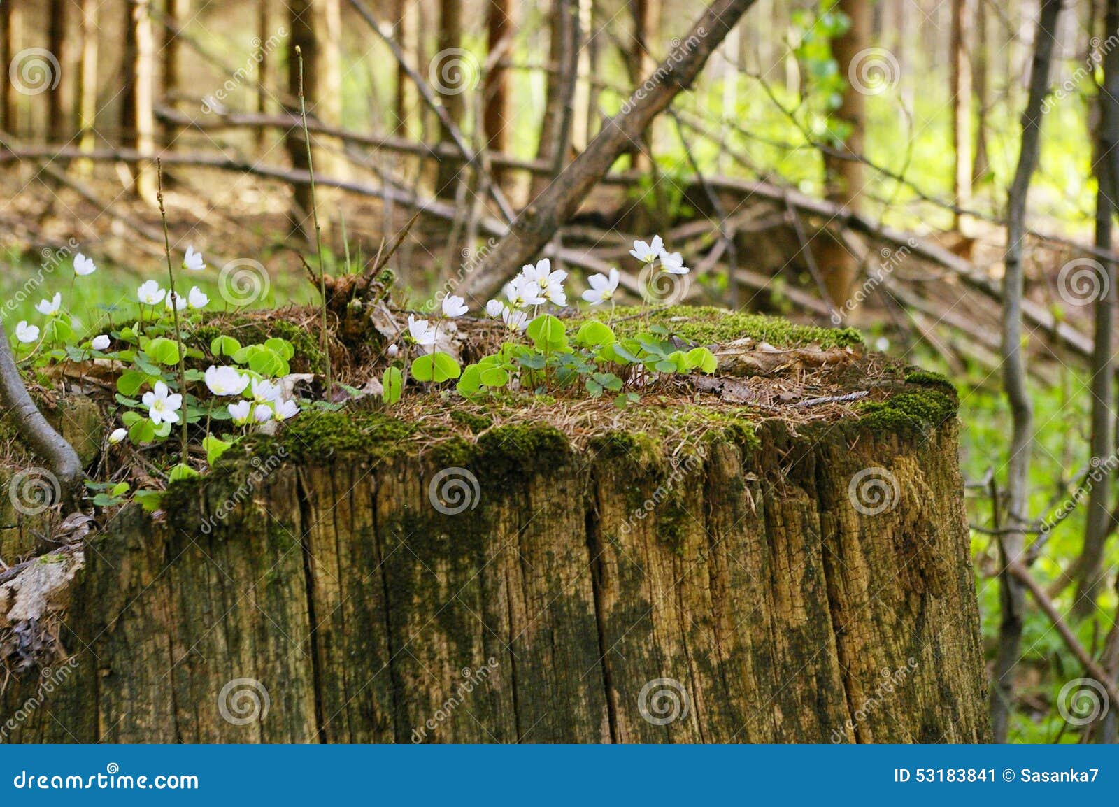 Tree stub with oxalis stock image. Image of 14th, figure - 53183841