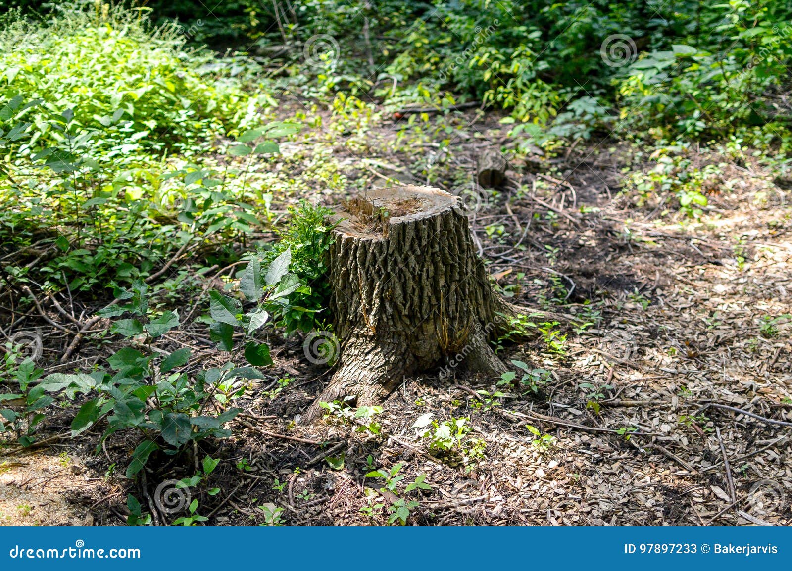 Roots And Stub Of Old Banyan Tree Stock Image | CartoonDealer.com #96590239