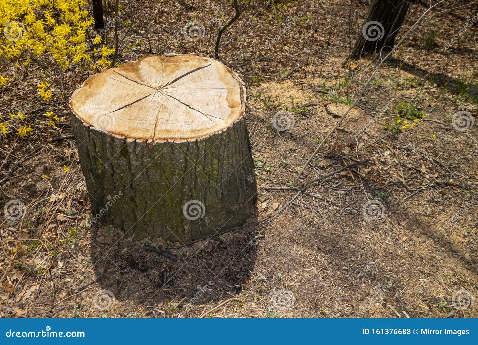 Tree Stub Stump Cut Down in a Forest Stock Photo - Image of wood, bark ...