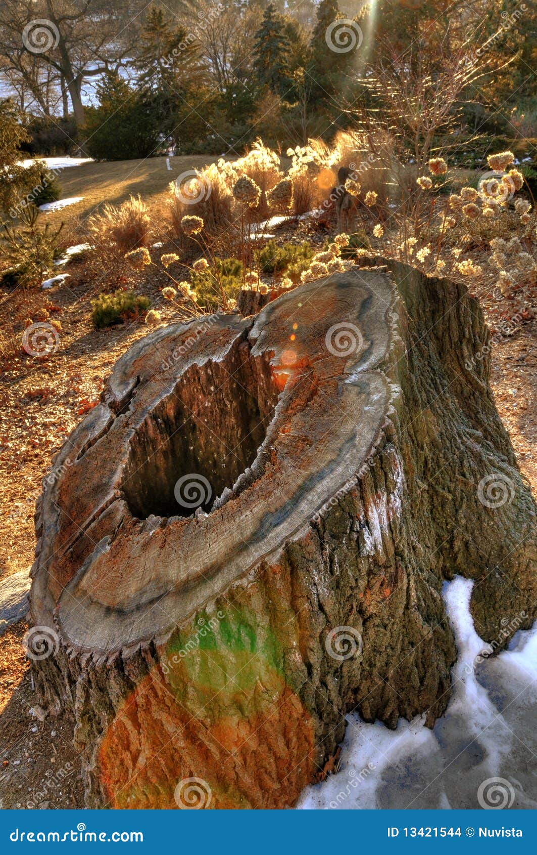 Tree Stump stock photo. Image of wood, stump, tree, park - 13421544