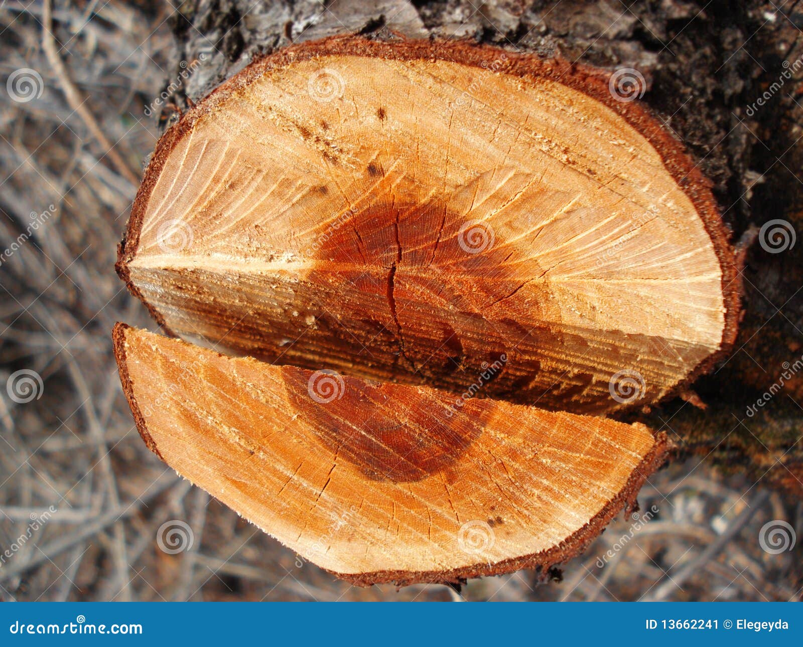 Tree stump stock image. Image of circle, lifetime, outdoor - 13662241