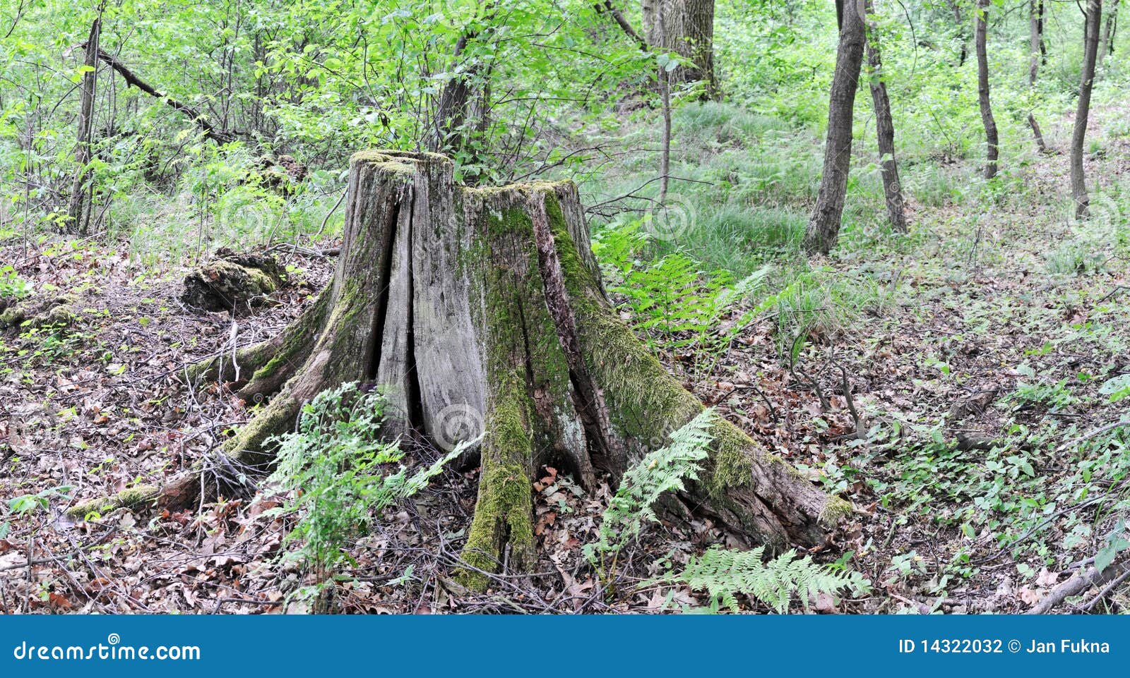 Tree stump stock photo. Image of forest, green, background - 14322032