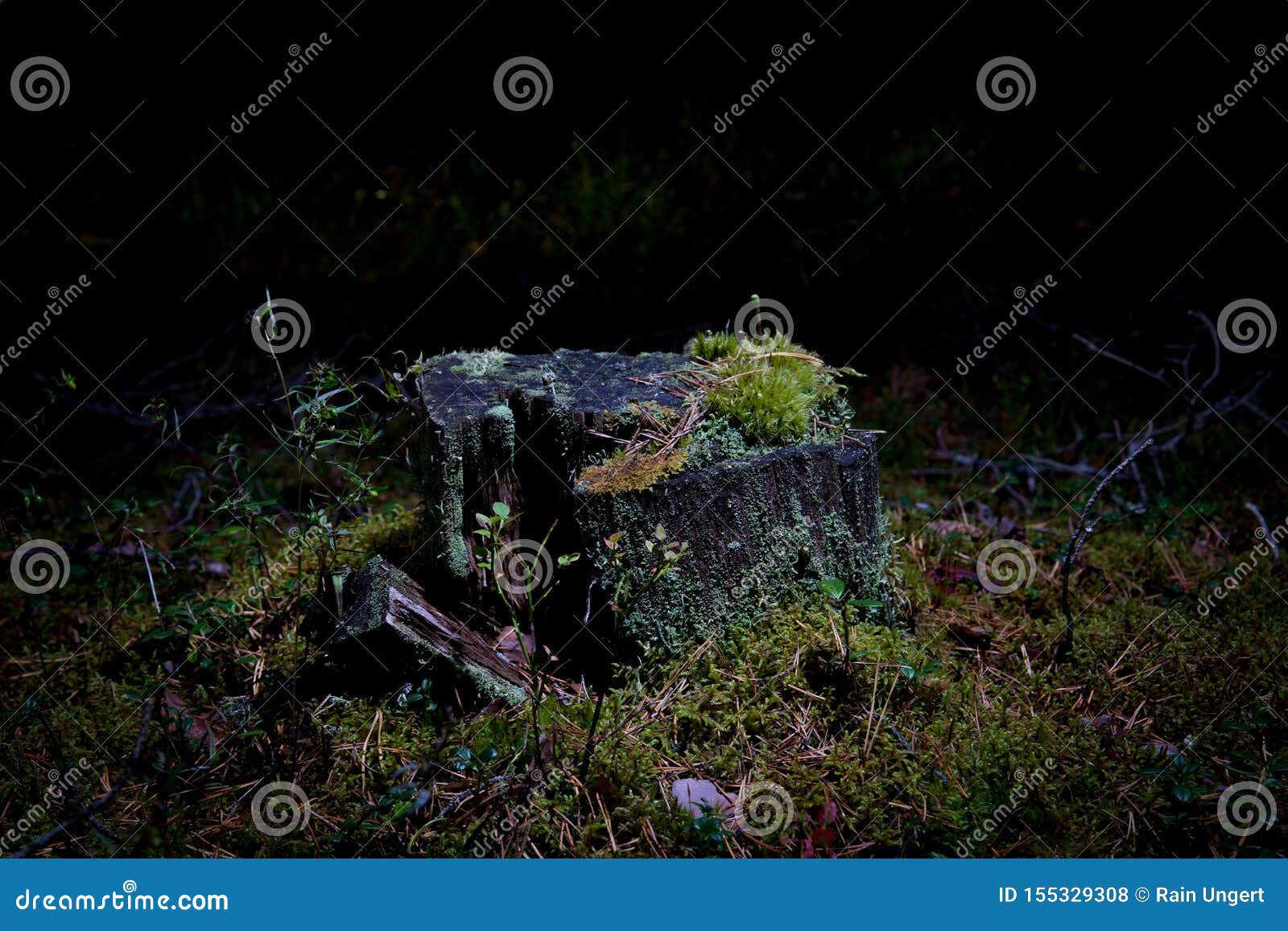 Lonely Tree Stump in the Woods Stock Photo - Image of dead, harbor ...