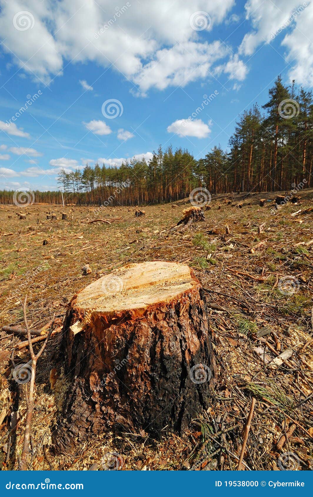 Tree stump stock photo. Image of field, felled, green - 19538000