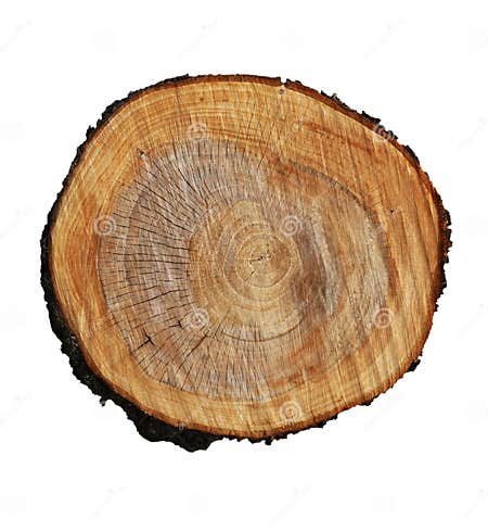 Tree stump stock photo. Image of cleft, fallen, layer - 20412076