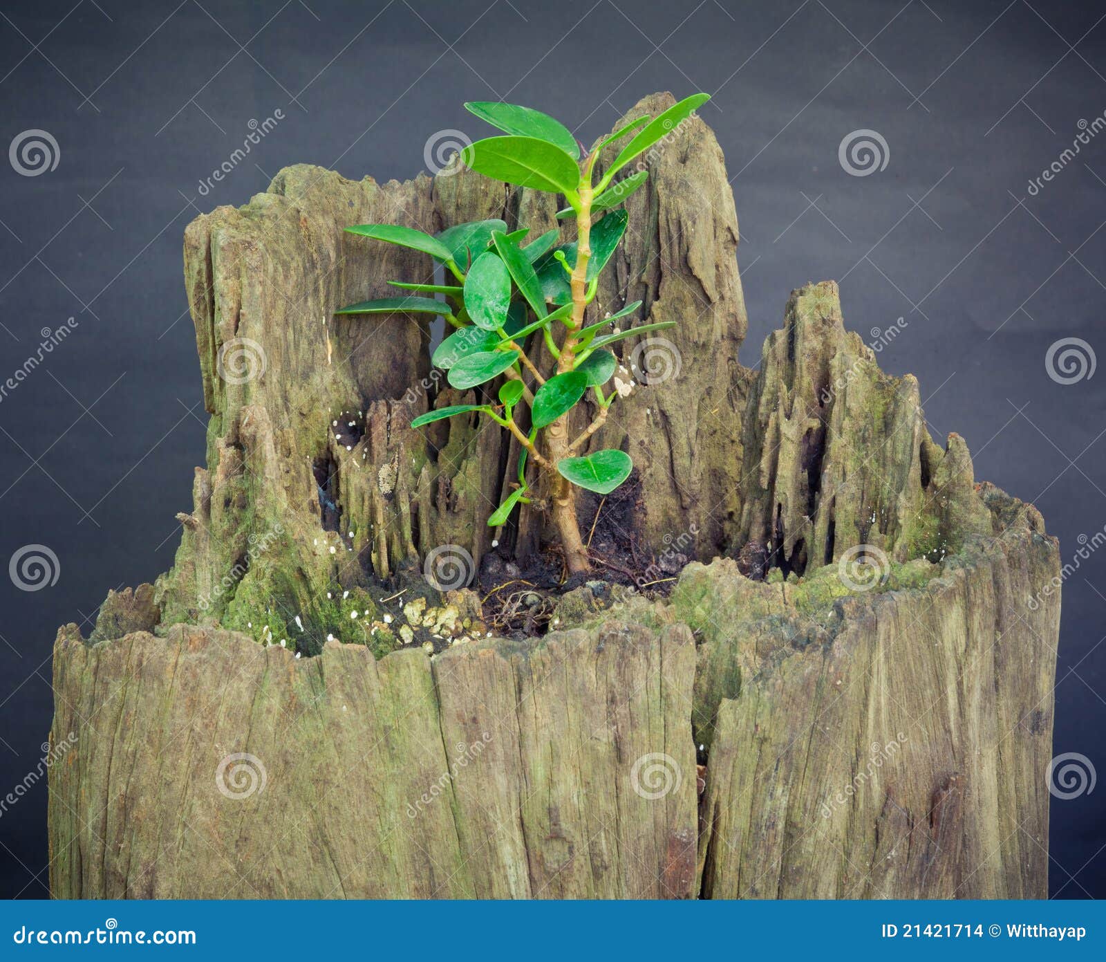Tree stump stock photo. Image of bush, landscape, leaves - 21421714