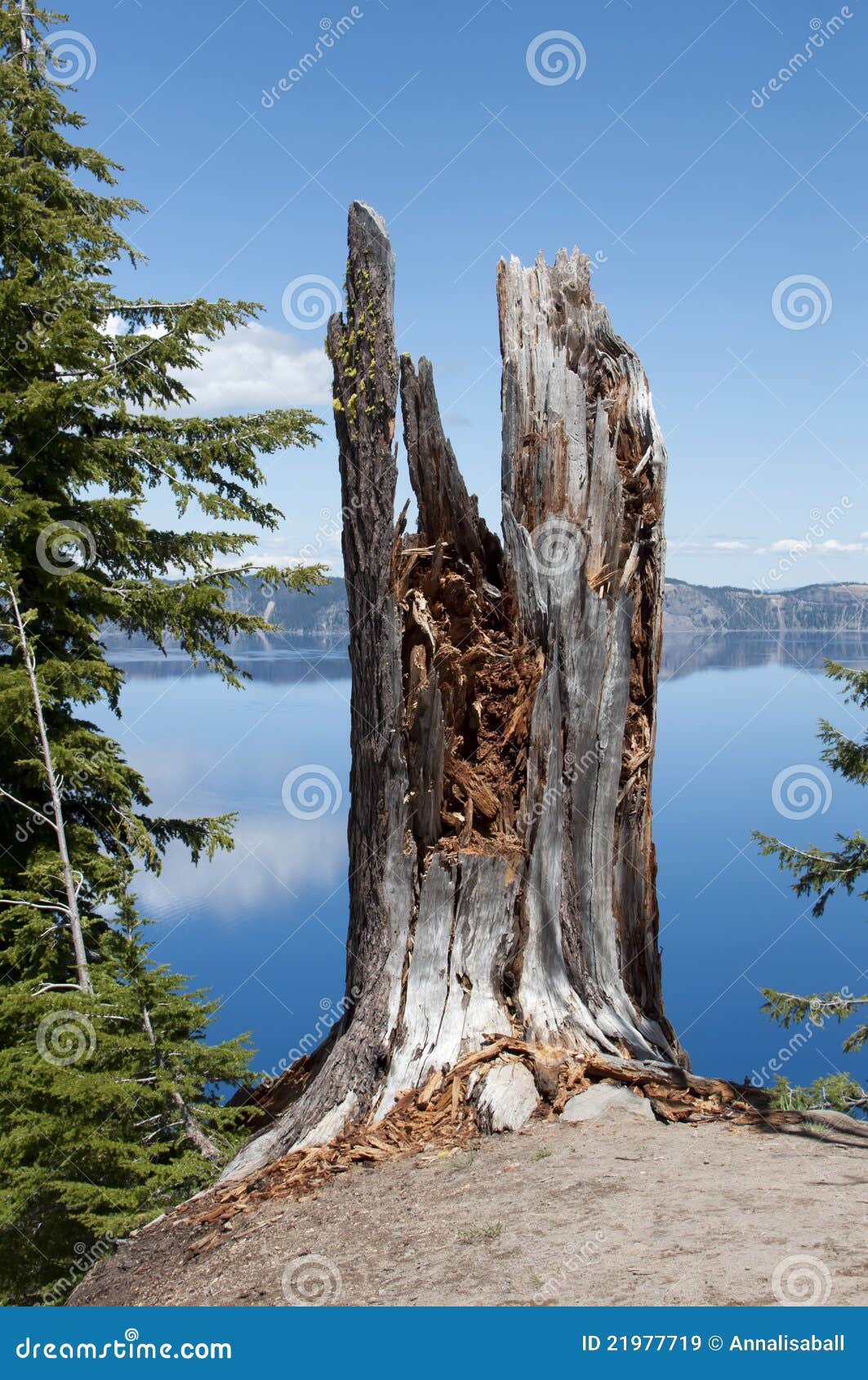 Tree Stump stock image. Image of trunk, jagged, crater - 21977719