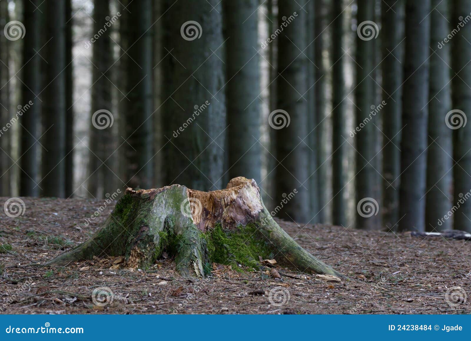 Tree Stump stock photo. Image of outdoors, wooden, forest - 24238484