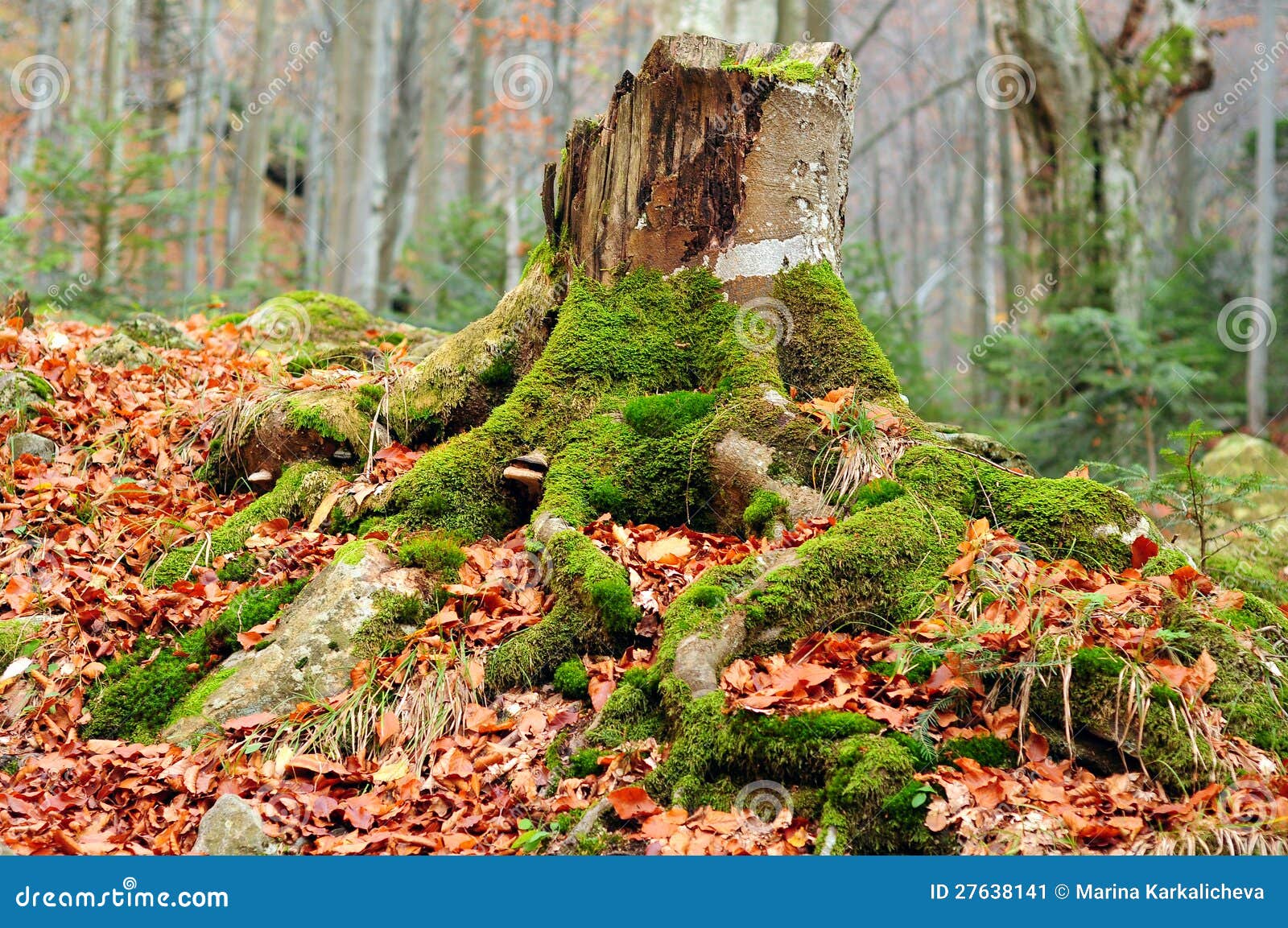 Tree stump stock image. Image of wisdom, roots, green - 27638141