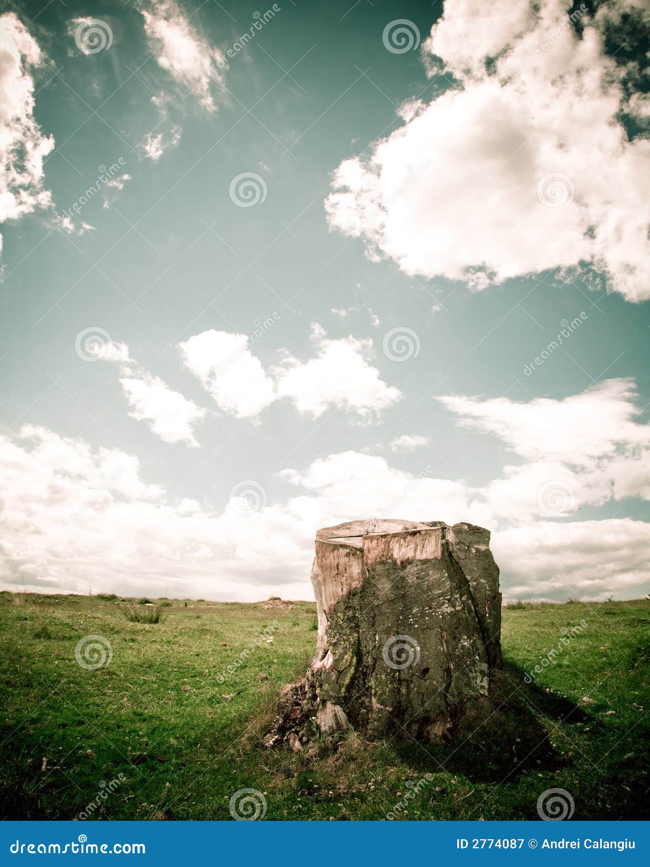 Tree stump stock image. Image of chop, environment, destruction - 2774087