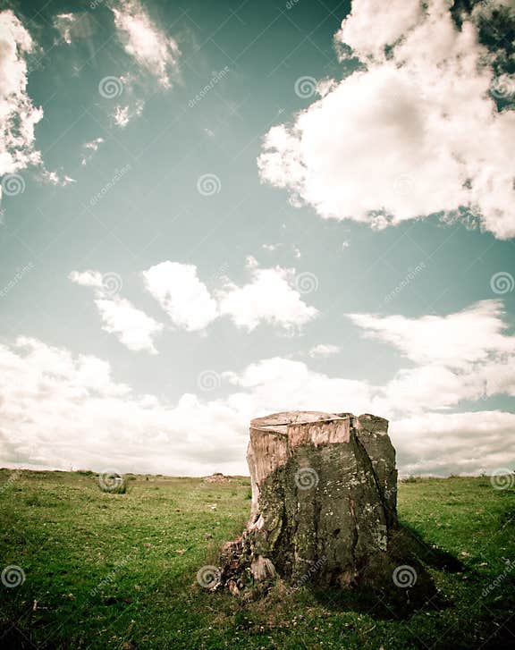 Tree stump stock image. Image of chop, environment, destruction - 2774087