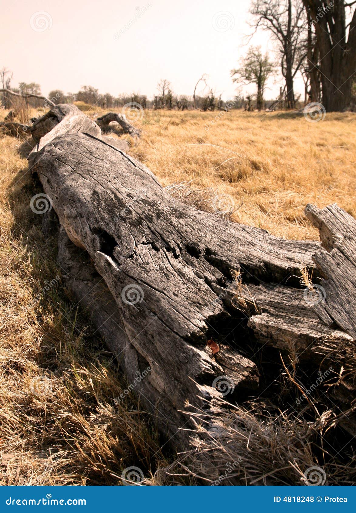 Tree stump stock photo. Image of southern, bush, grass - 4818248