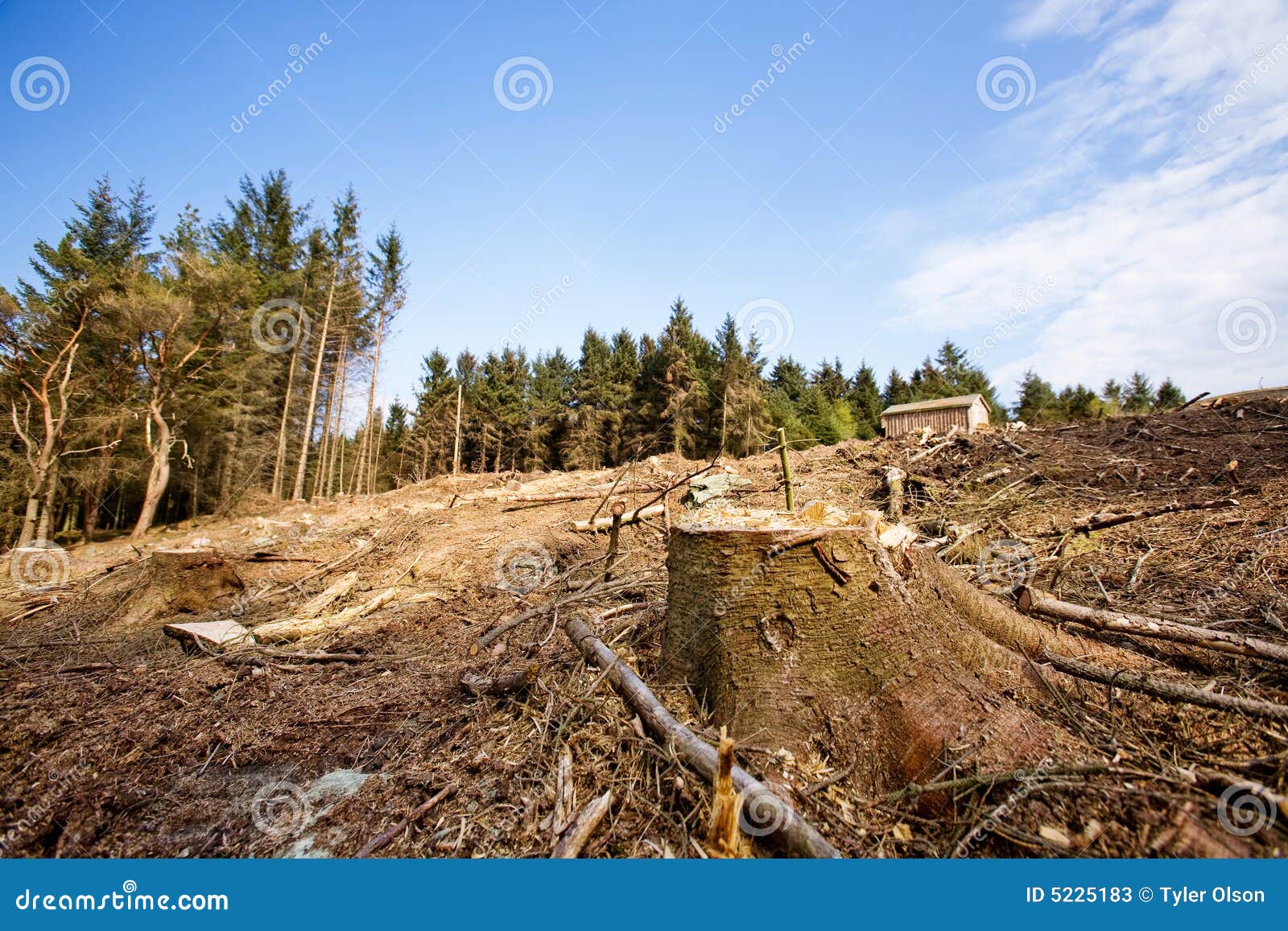 691 Tree Clearcut Stock Photos - Free & Royalty-Free Stock Photos from ...