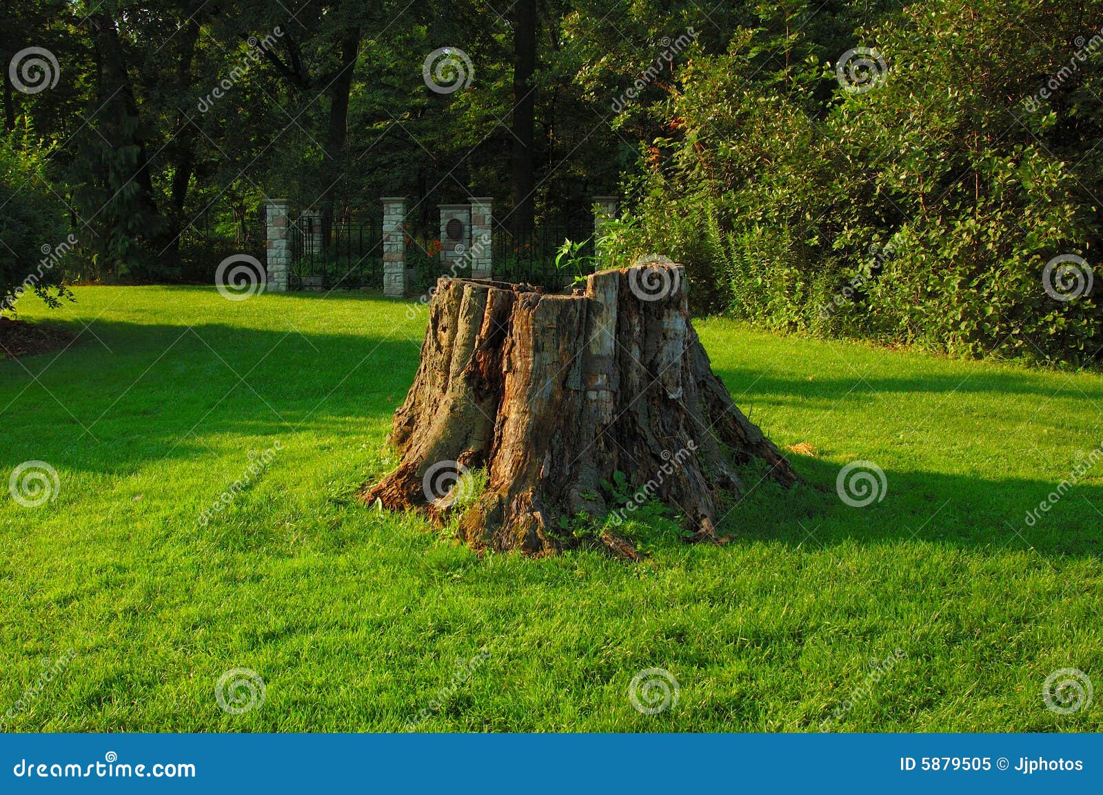 Tree Stump stock image. Image of stump, base, garden, round - 5879505