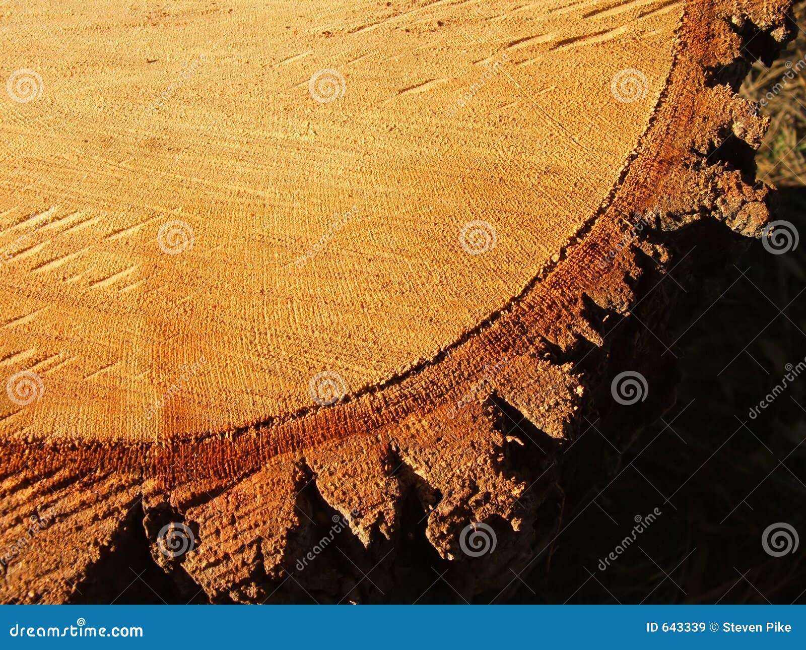 Tree stump stock image. Image of buildng, sawn, logs, stumps - 643339