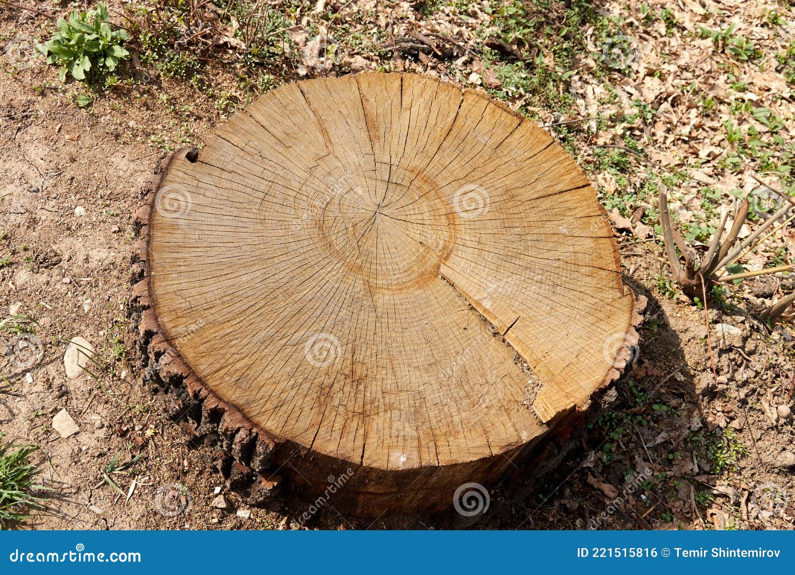 Tree Stump with Annual Rings and Cracks Stock Photo - Image of lumber ...