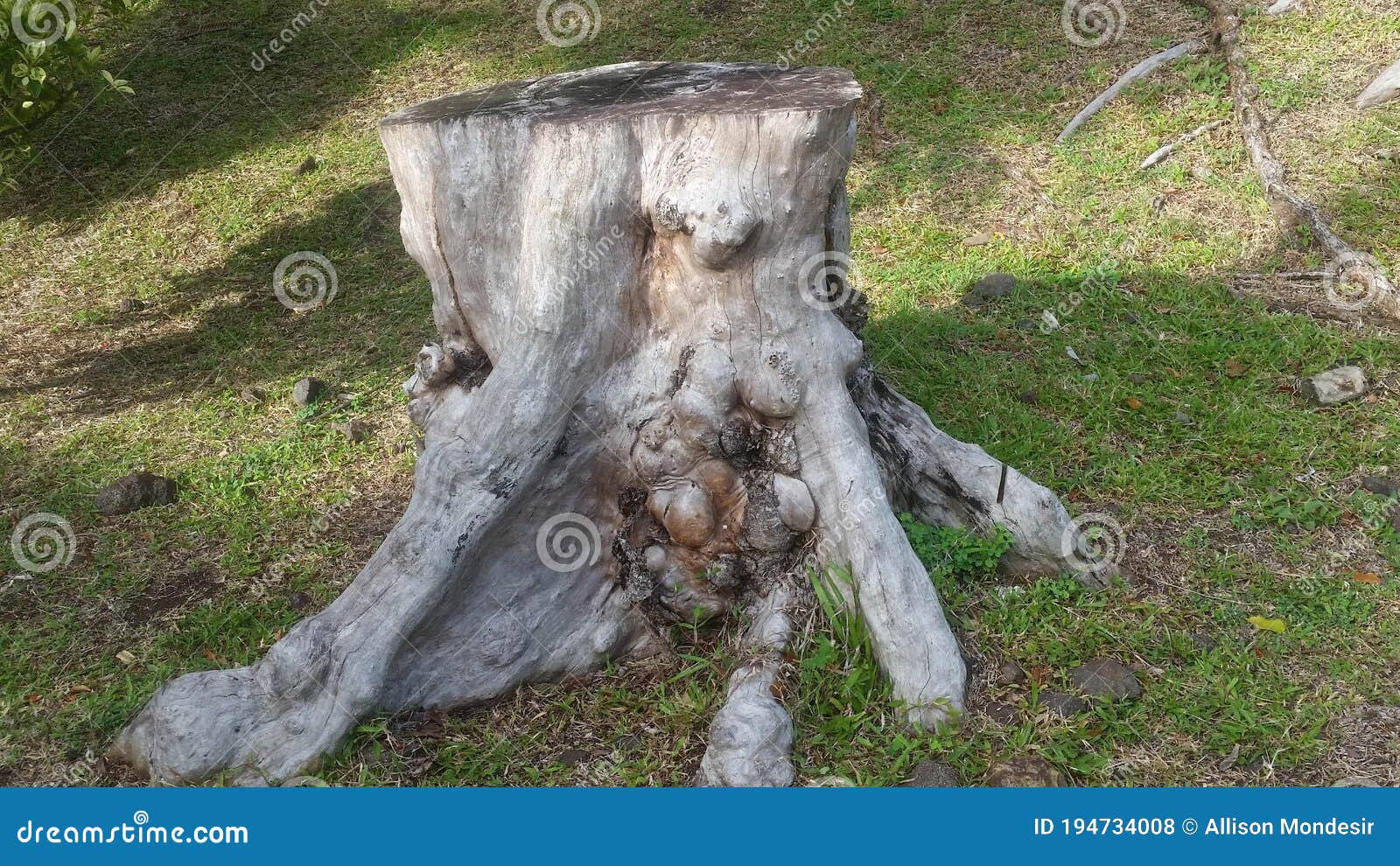 4,512 Tree Stump Art Photos - Free & Royalty-Free Stock Photos from ...
