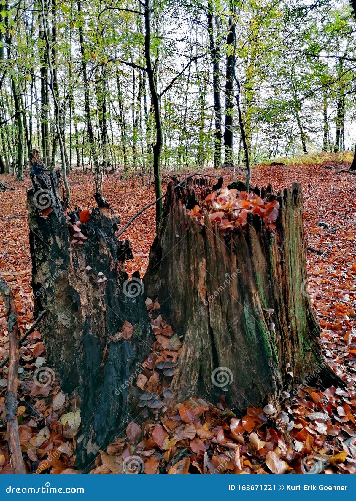 Tree Stump in Autumn Forest Stock Image - Image of leaf, forest: 163671221