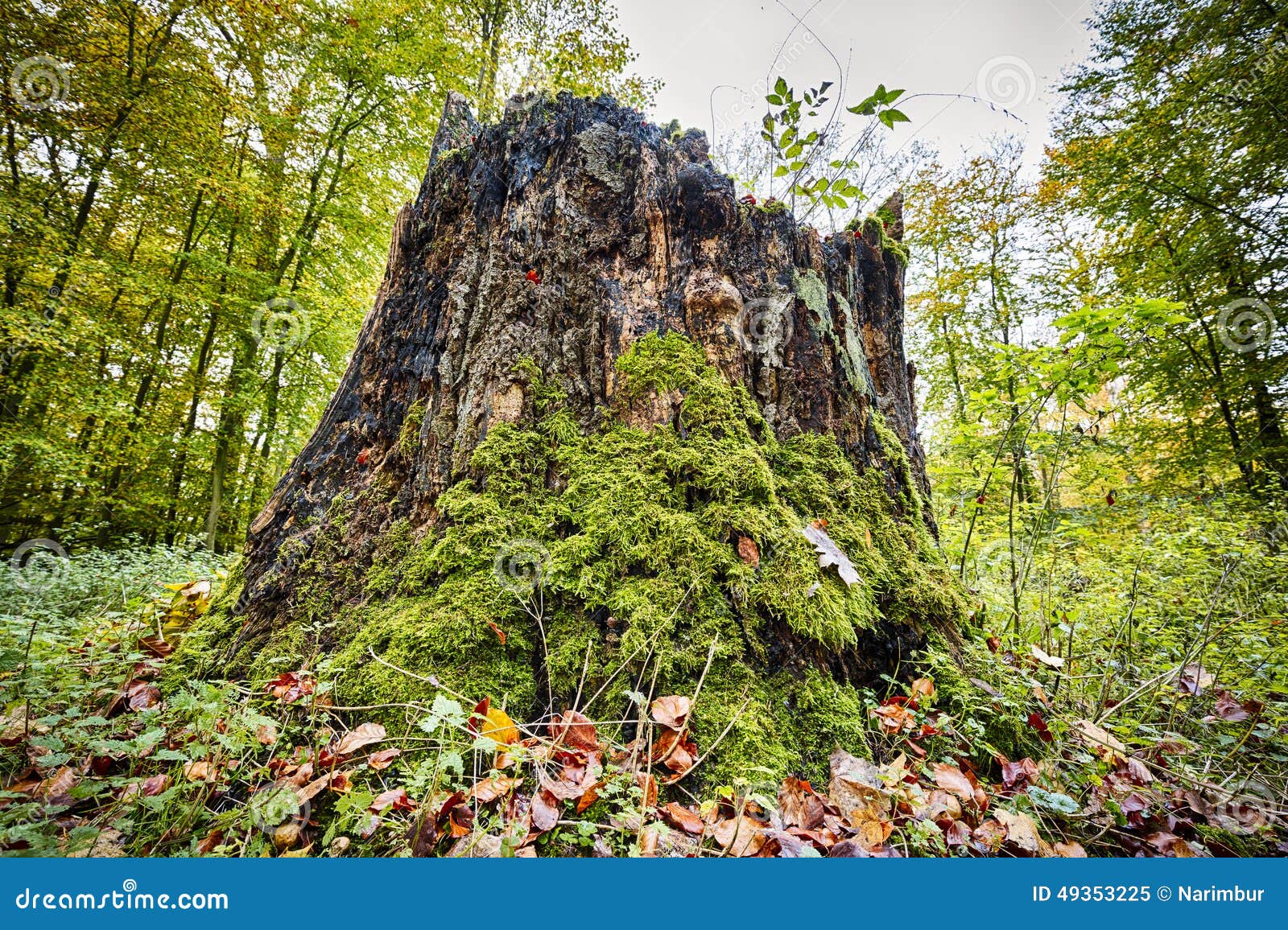 Tree Stump in an Autumn Forest Stock Image - Image of overgrown, season ...