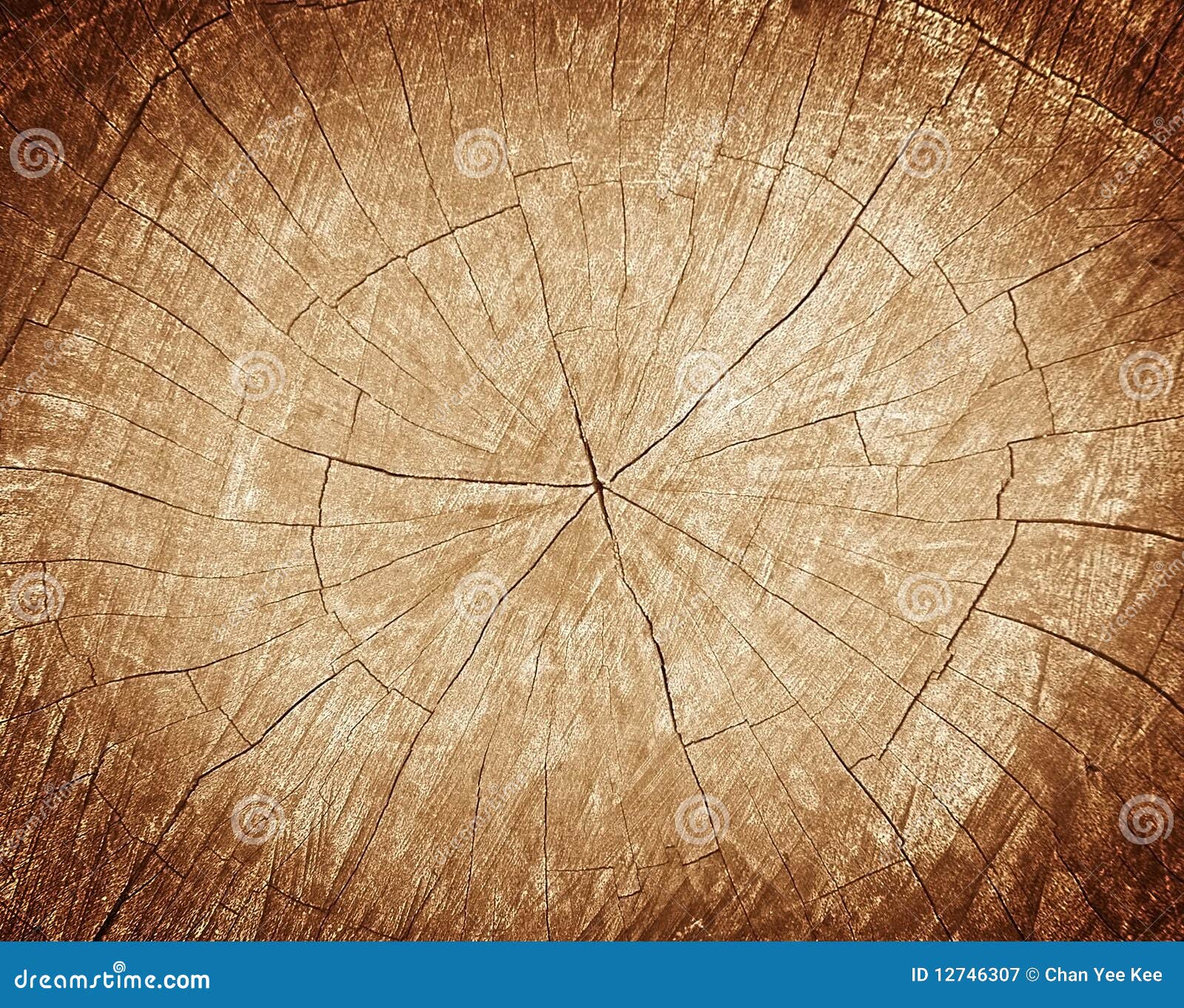 Tree stump background stock image. Image of abstract - 12746307