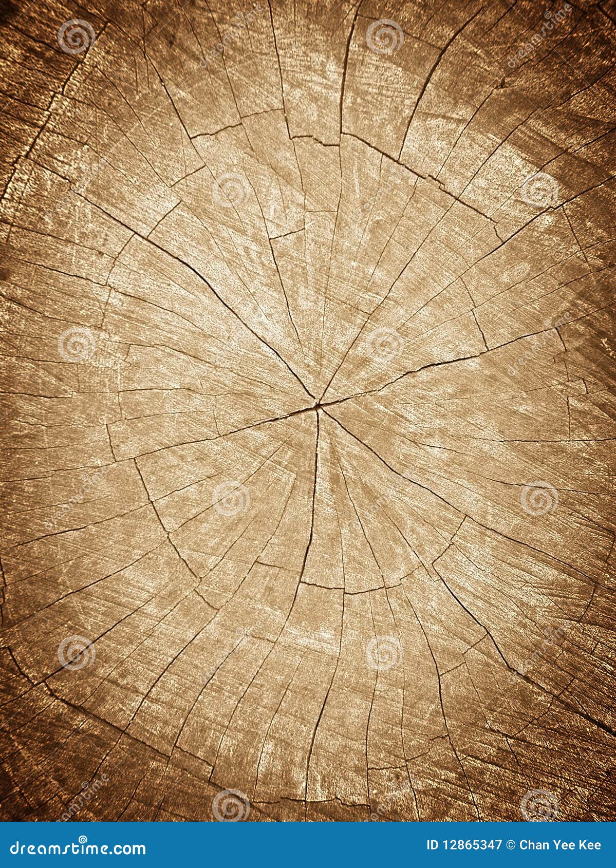 Tree stump background stock image. Image of history, grungy - 12865347