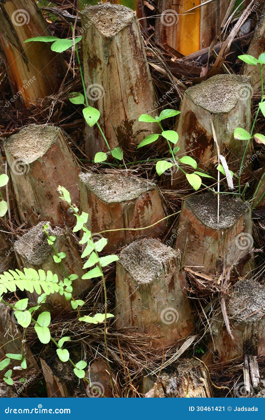 Tree Stump background stock image. Image of brown, palmleaf - 30461421