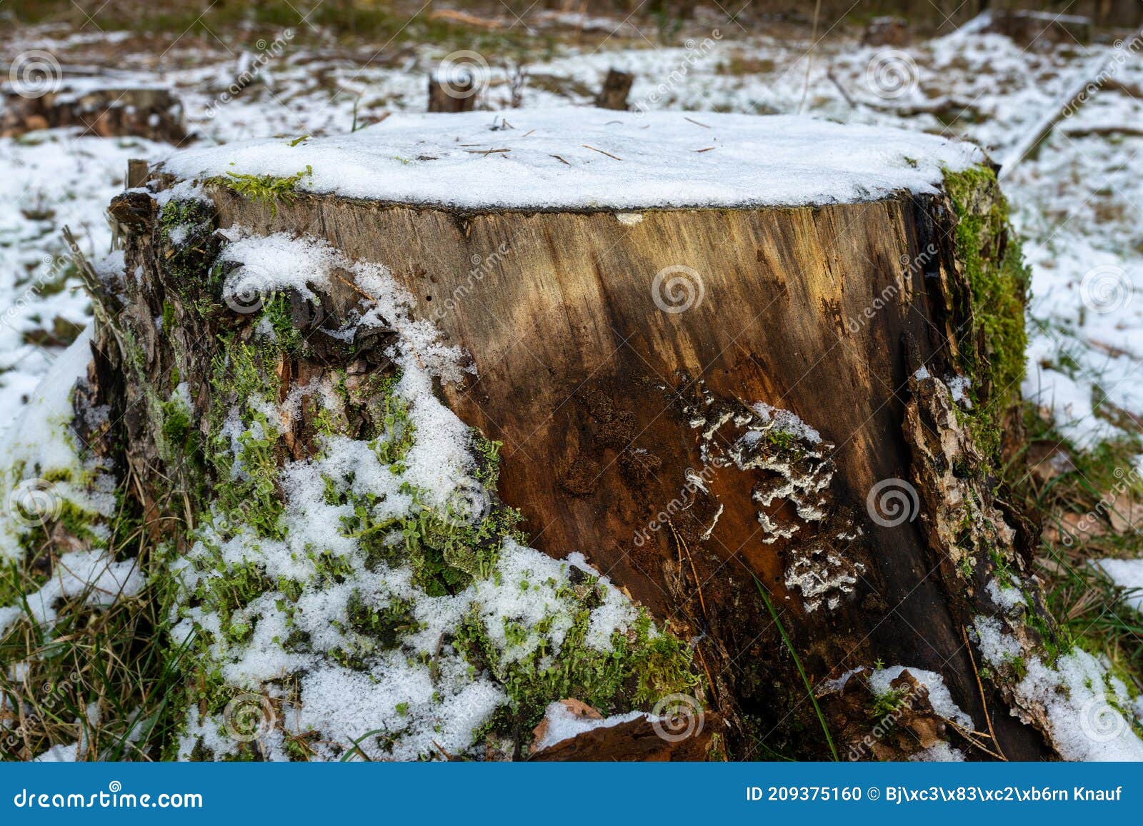 Tree stump with bark stock photo. Image of copy, space - 209375160