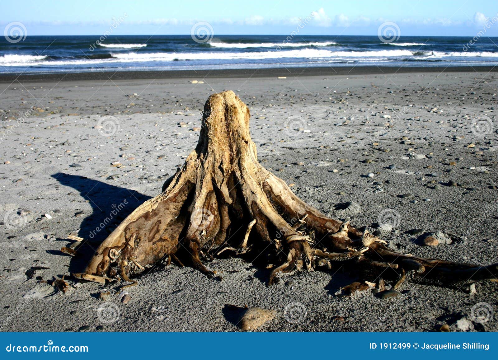Tree stump on beach stock image. Image of zealand, shadow - 1912499