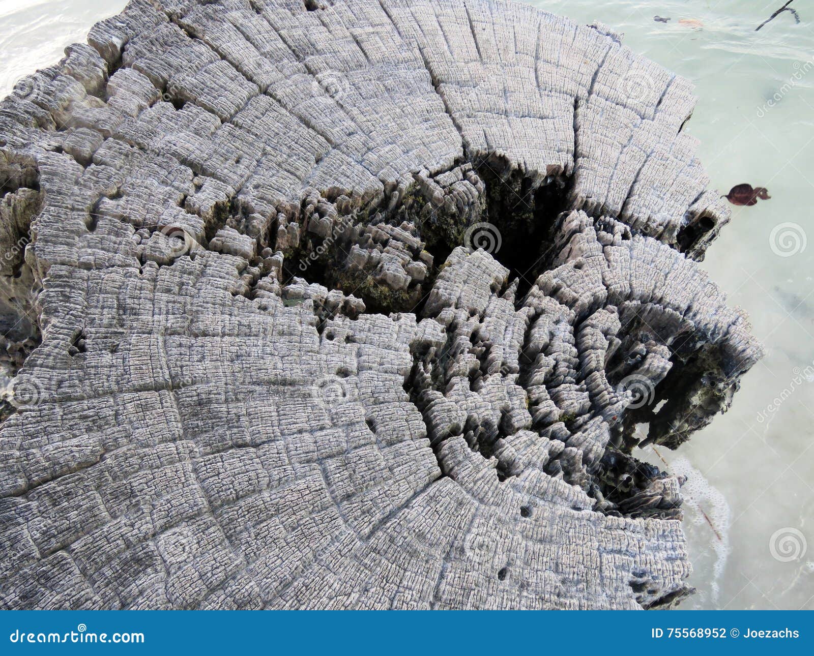 Tree Stump stock photo. Image of lumber, islands, nicobar - 75568952