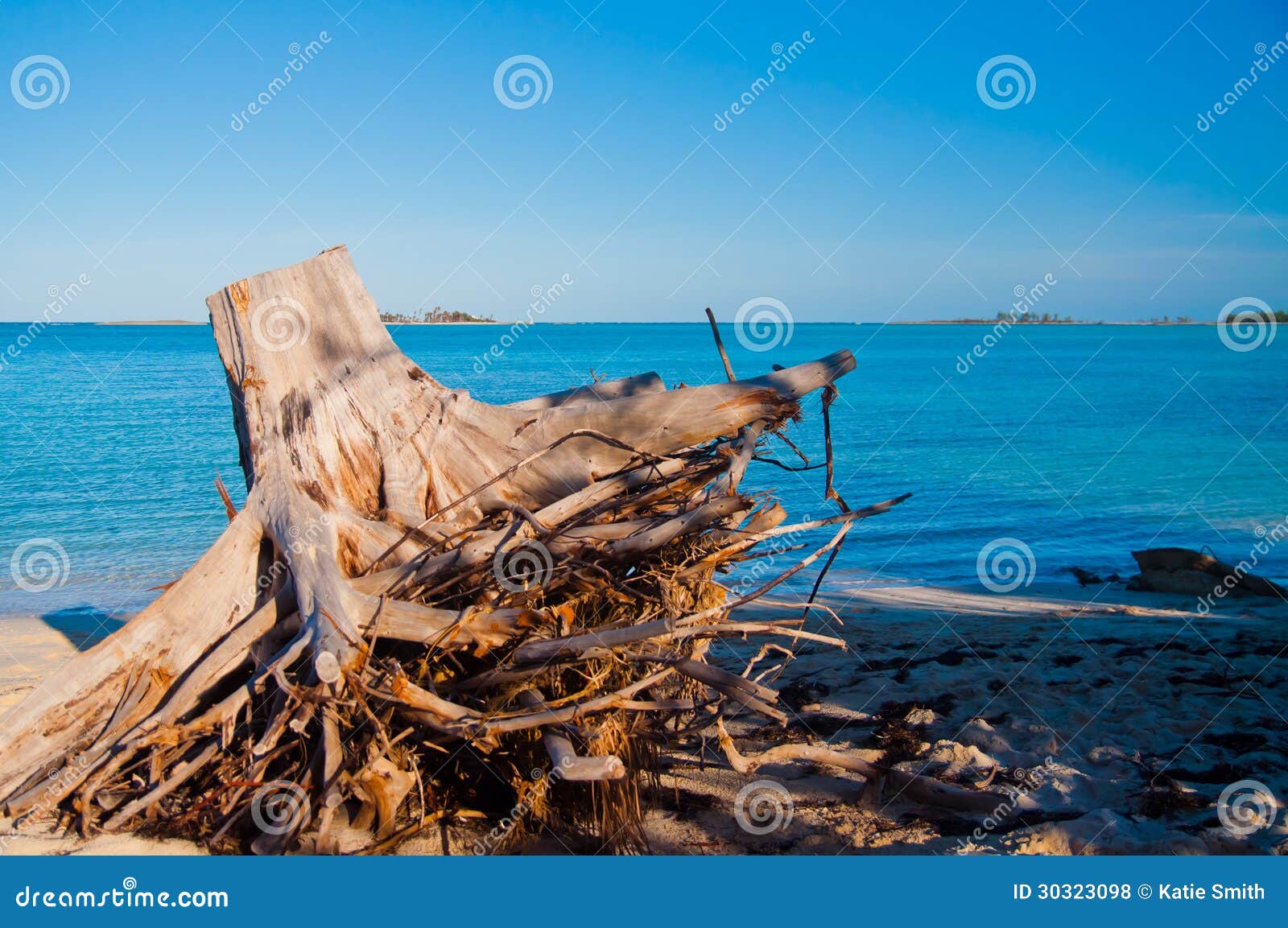 Tree Stump on the Beach stock photo. Image of blue, timber - 30323098