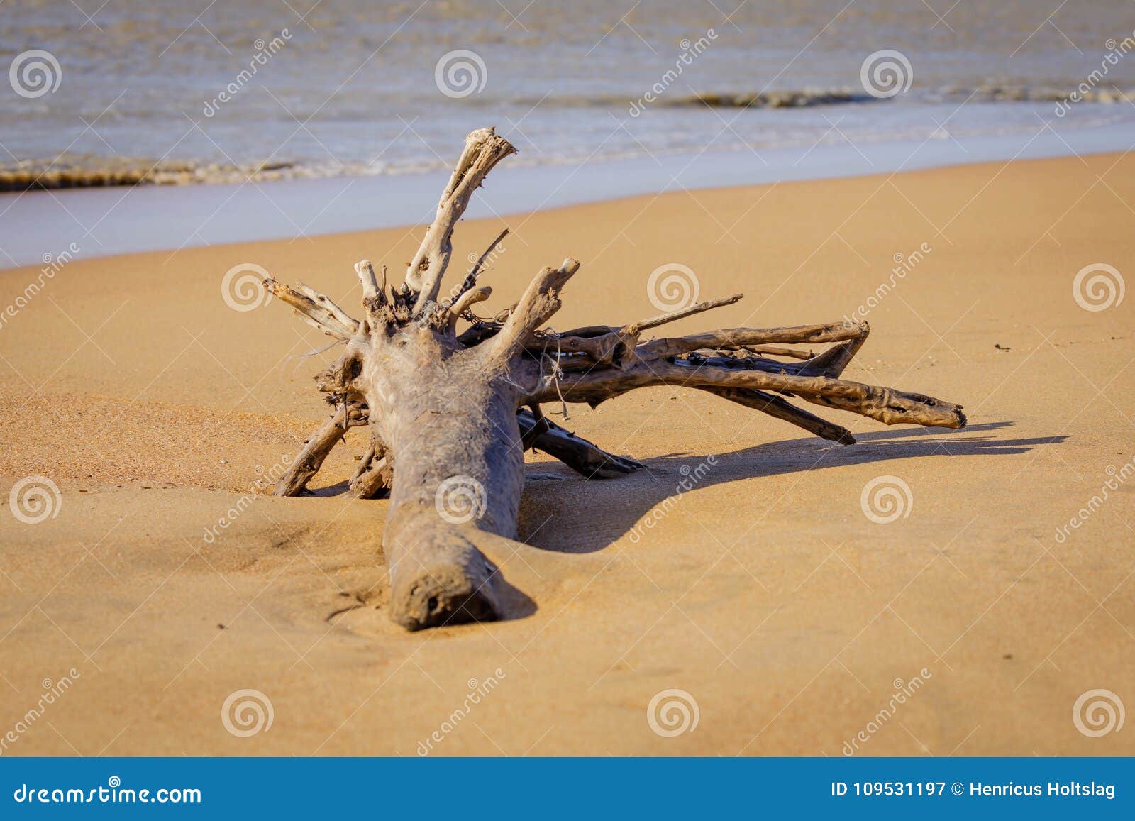 Tree stump on the beach stock image. Image of tree, beauty - 109531197