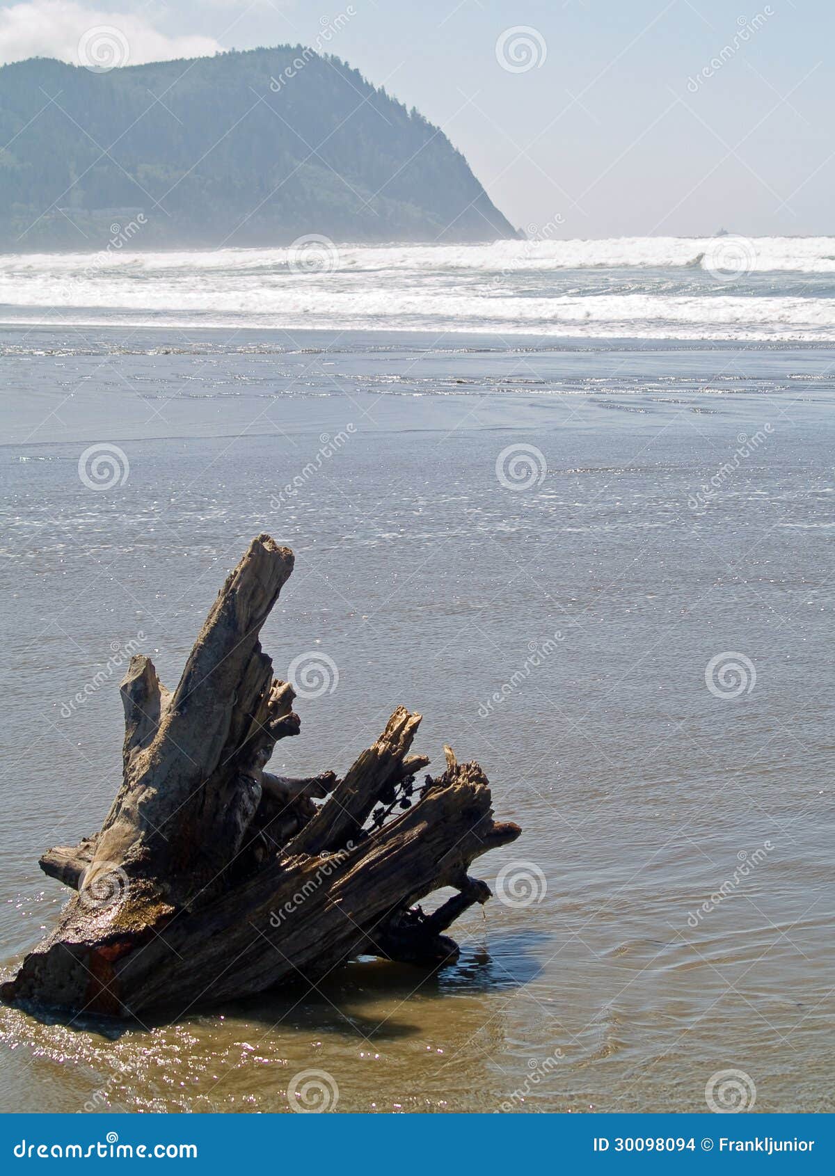 A Tree Stump on a Beach stock photo. Image of stump, liquid - 30098094
