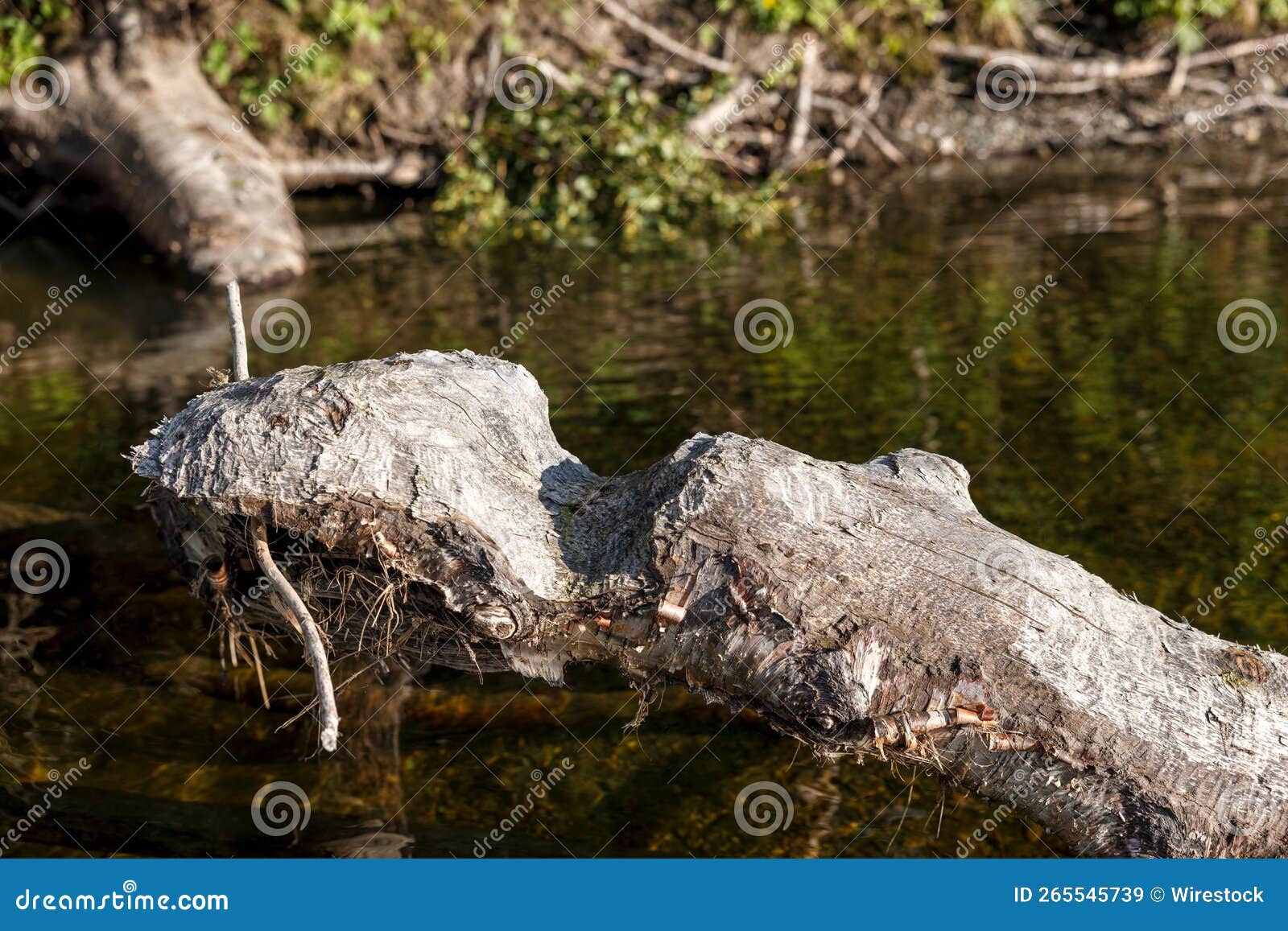 Tree Stump with Beaver Marks in a River Under the Sunlight Stock Image ...