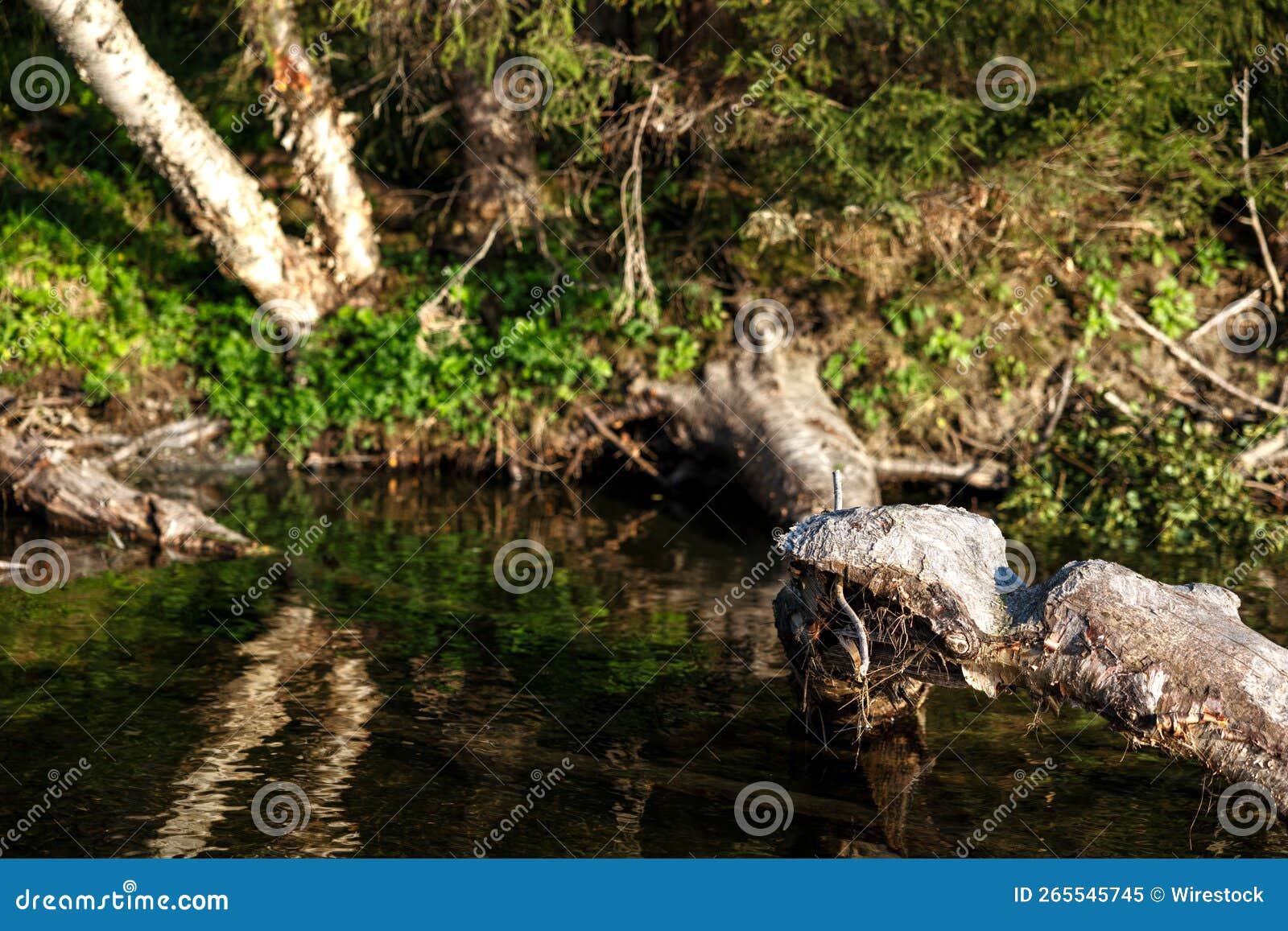 Tree Stump with Beaver Marks in a River Under the Sunlight Stock Image ...