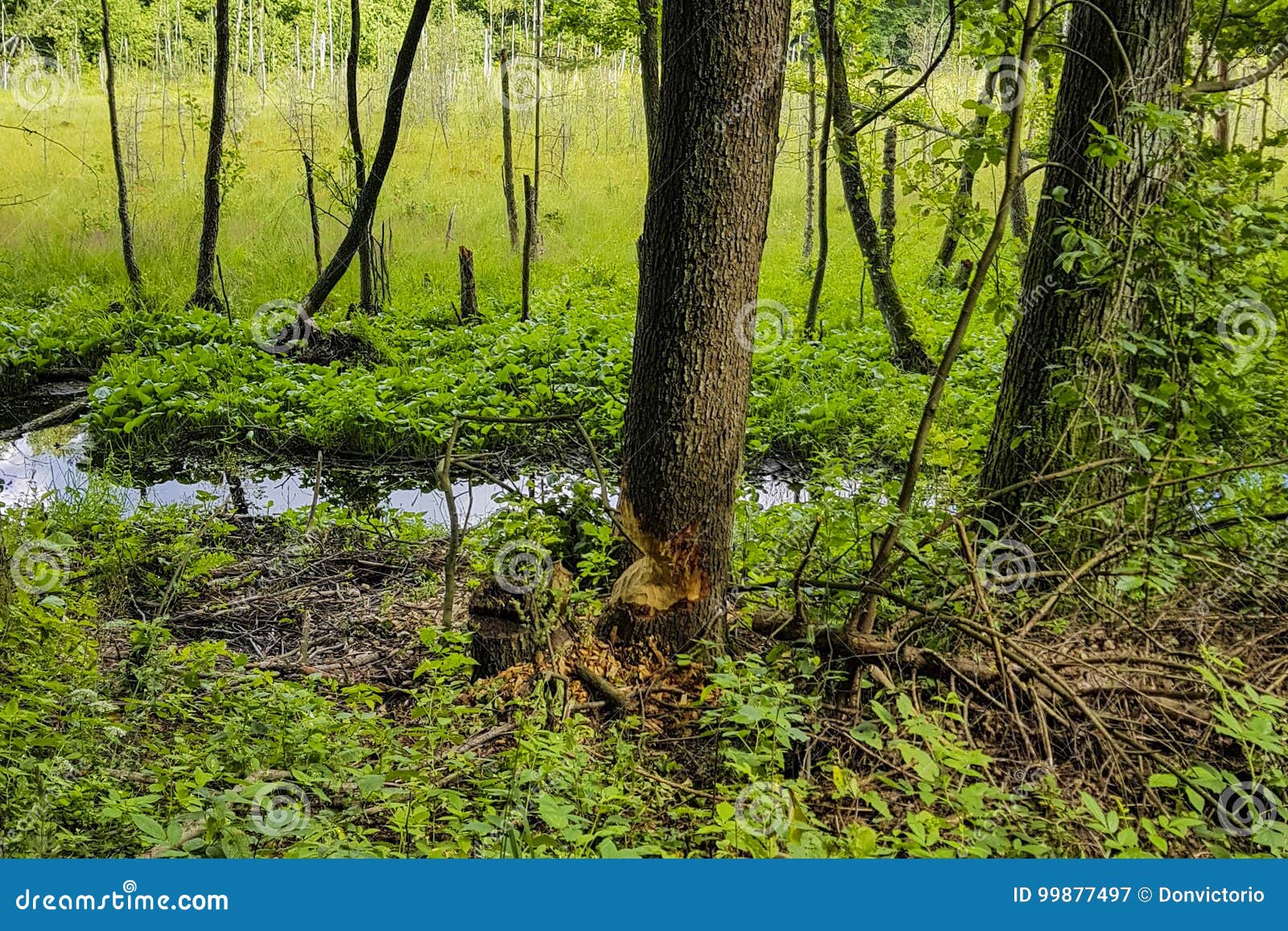 Tree Stump after Beaver Put Its Teeth on it Stock Image - Image of ...