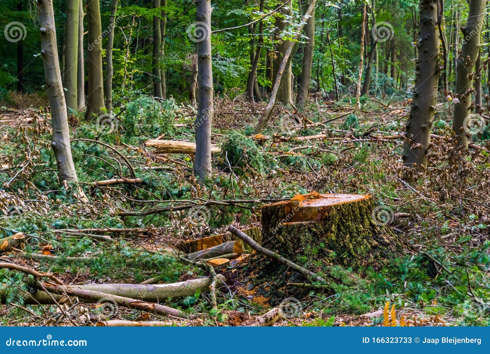 Tree Stump and Branches of Cut Down Trees, Forest Scenery in the ...