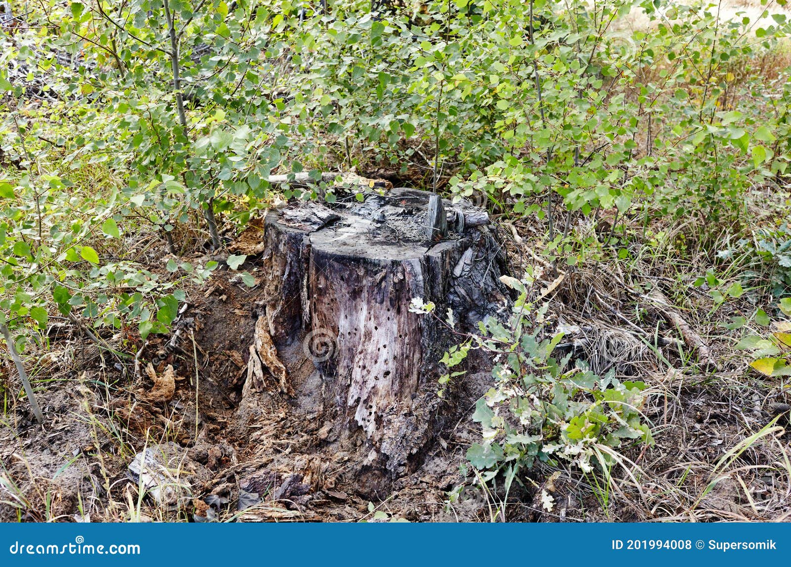 Tree Stump after Deforestation Stock Photo - Image of environment ...