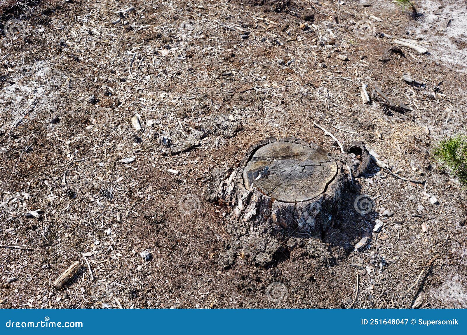 Tree Stump in a Bright Forest Stock Image - Image of green, closeup ...