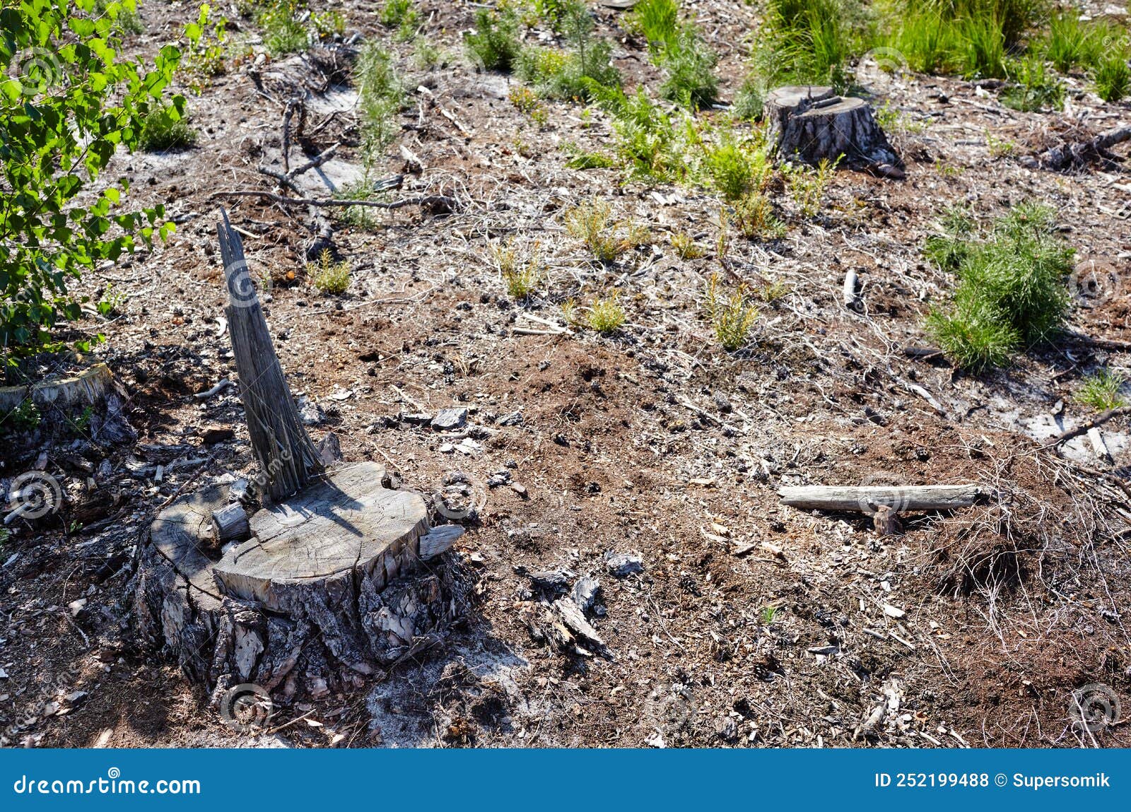 Tree Stump after Deforestation Stock Photo - Image of destruction ... Tree Stump after Deforestation Stock Photo - Image of destruction ...
