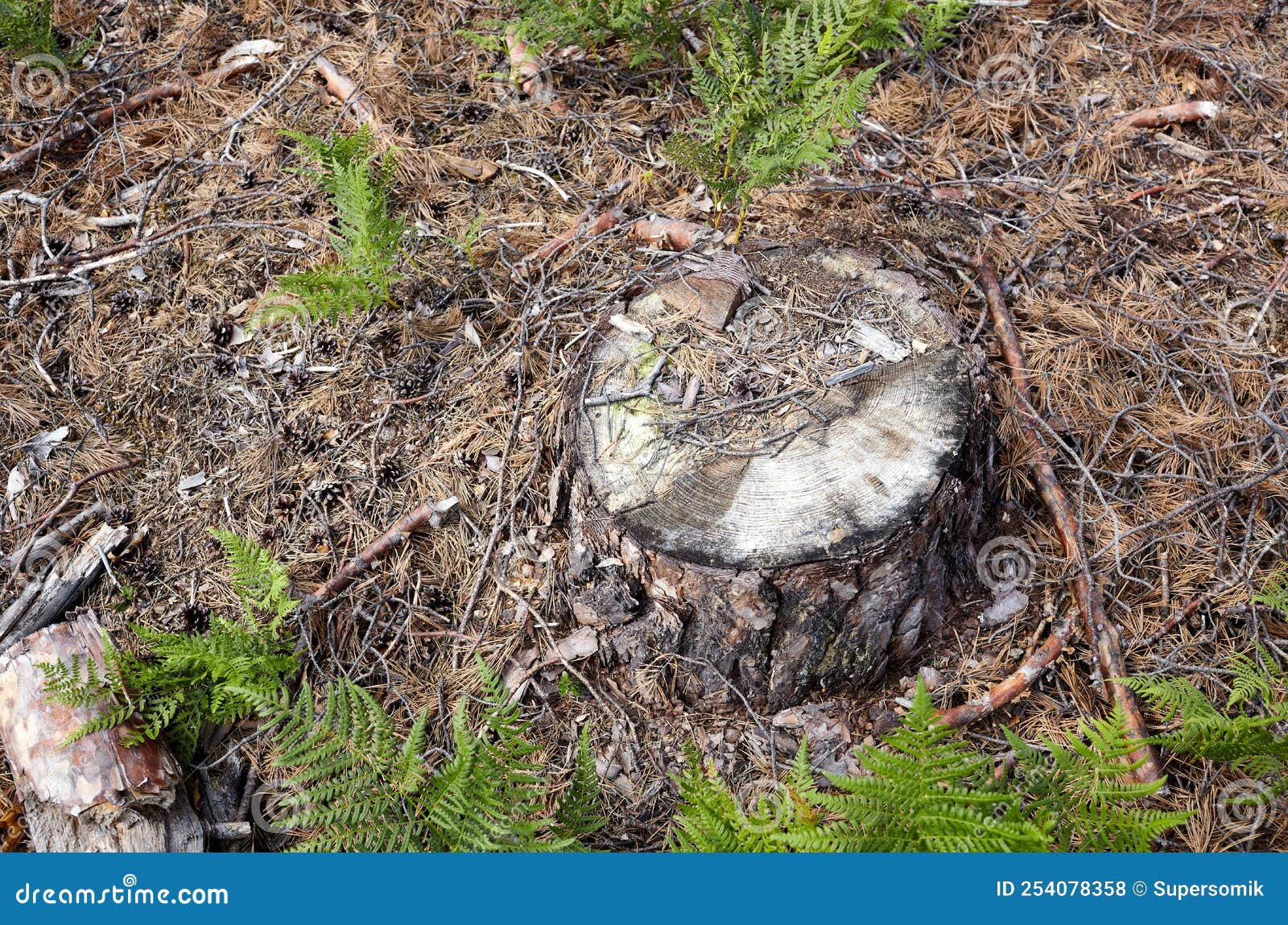 Tree Stump after Deforestation Stock Photo - Image of dark, brown ...
