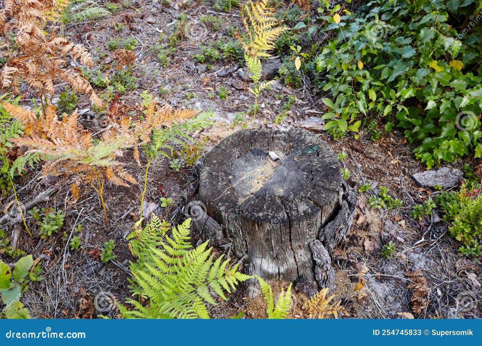 Tree Stump after Deforestation Stock Image - Image of material, dark ... Tree Stump after Deforestation Stock Image - Image of material, dark ...