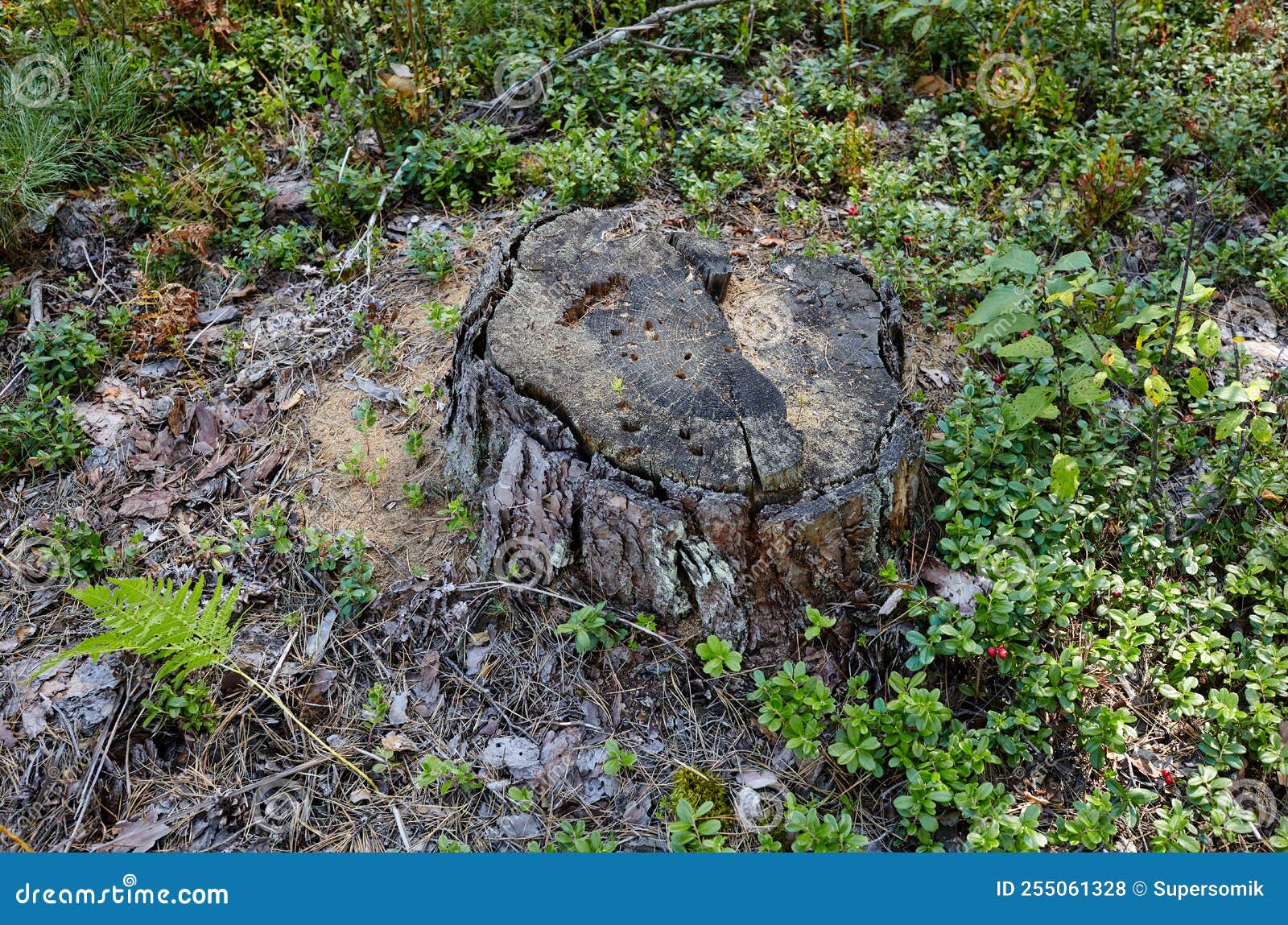Tree Stump after Deforestation Stock Photo - Image of bright, europe ...