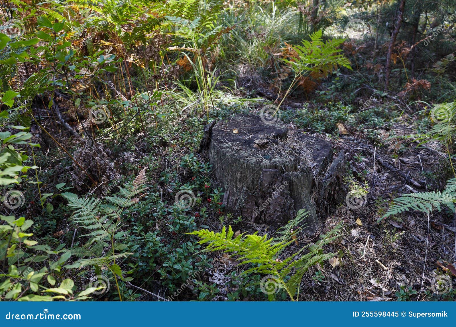 Tree Stump after Deforestation Stock Image - Image of beautiful ...