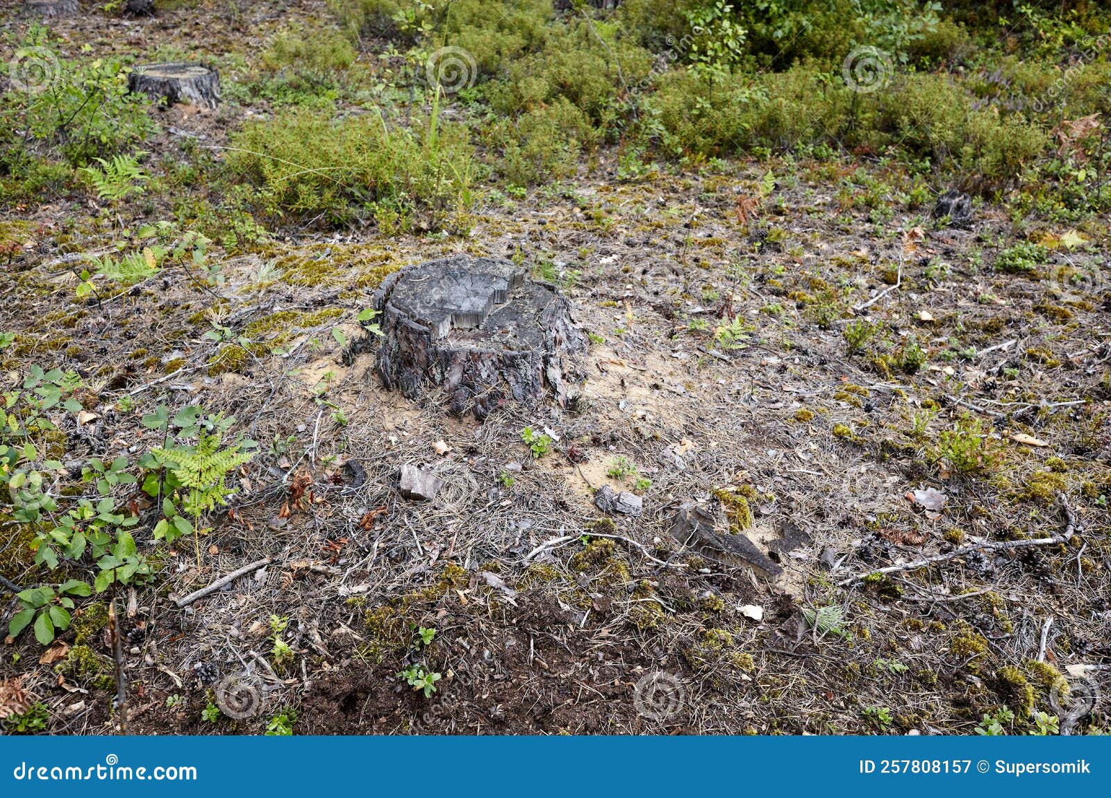 Tree Stump after Deforestation Stock Image - Image of logging, flora ... Tree Stump after Deforestation Stock Image - Image of logging, flora ...