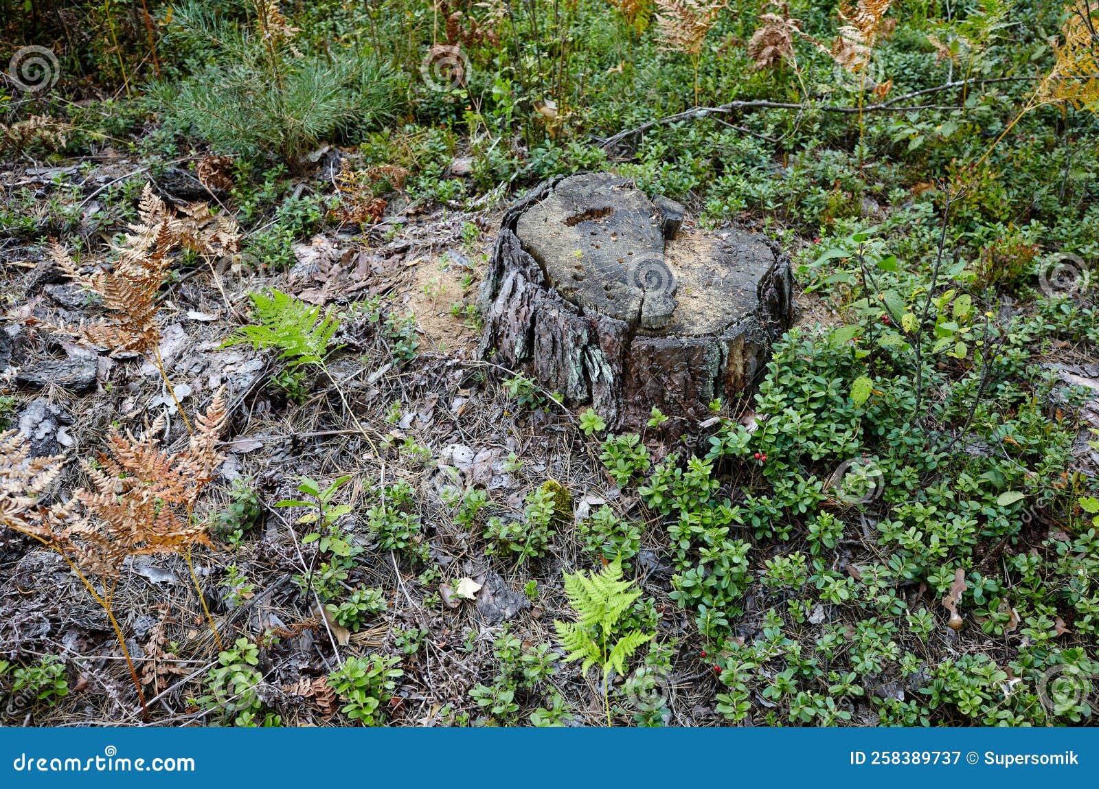 Tree Stump after Deforestation Stock Image - Image of earth, natural ...